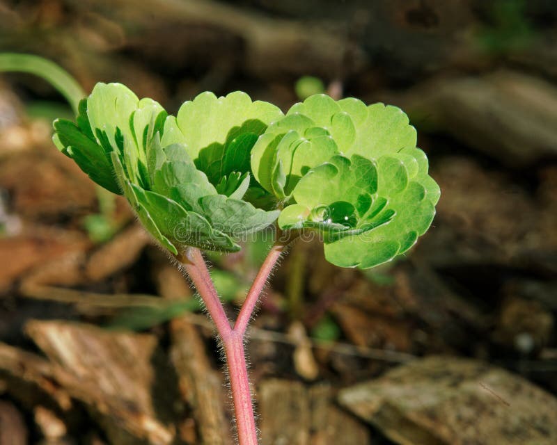 Green Shoots of Growth, a New Ranunculus Plant Reaching for the Light ...