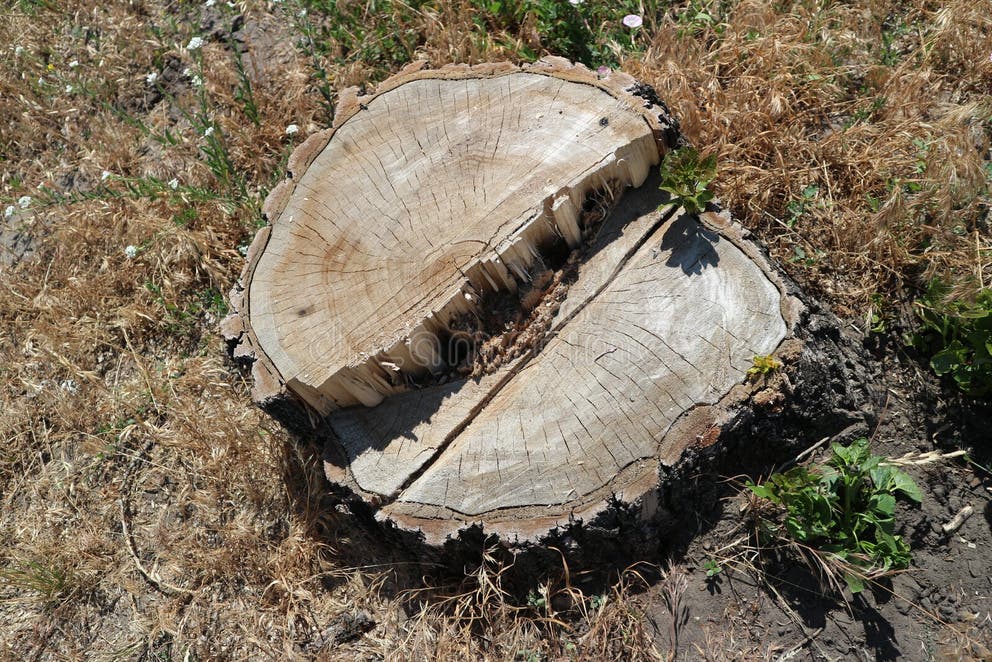 Green Shoots on the Old Big Poplar Tree Stump Stock Image - Image of ...