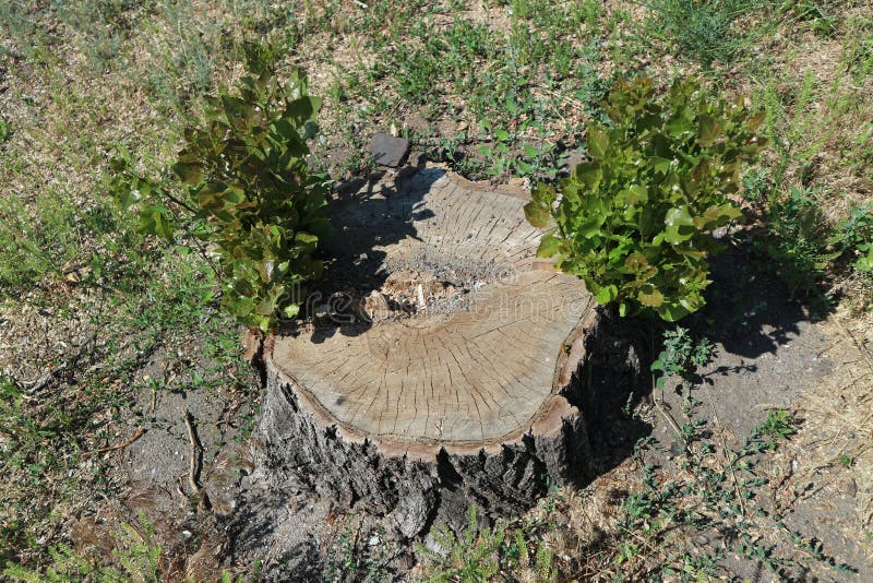 Green Shoots on the Old Big Stump Stock Photo - Image of green, stub ...