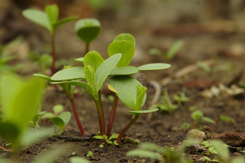 Green Shoots of Plants in Spring Stock Image - Image of care, shoots ...
