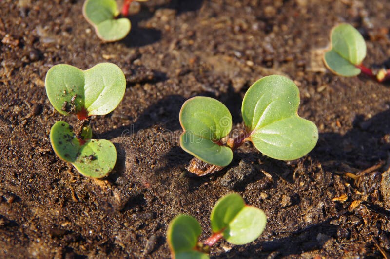 Green Shoots of Plants in Spring. Stock Photo - Image of plant, spring ...