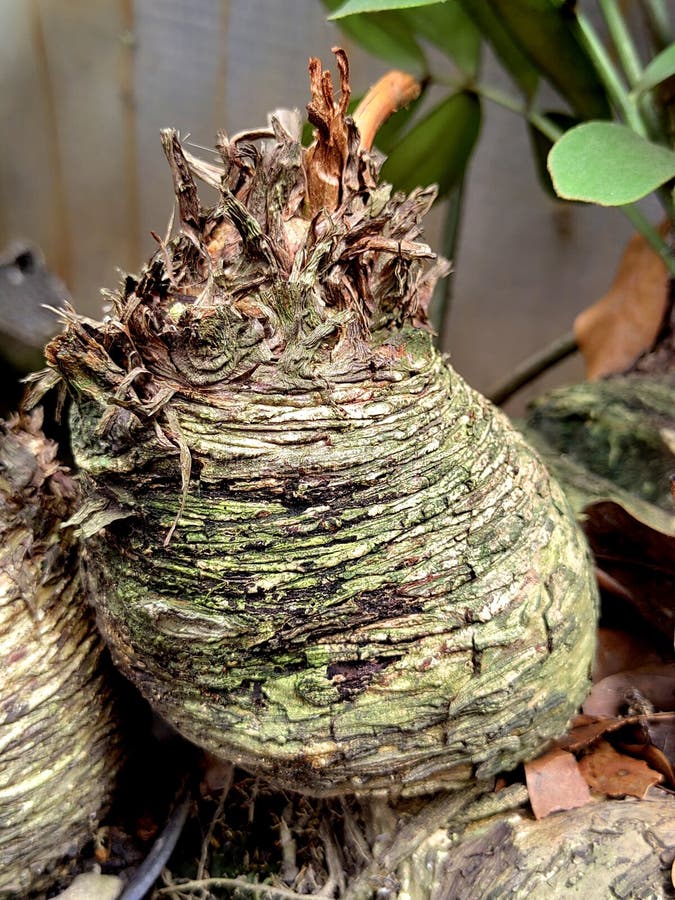 Green Shoots are Ready To Grow Stock Image - Image of plant, shoots ...