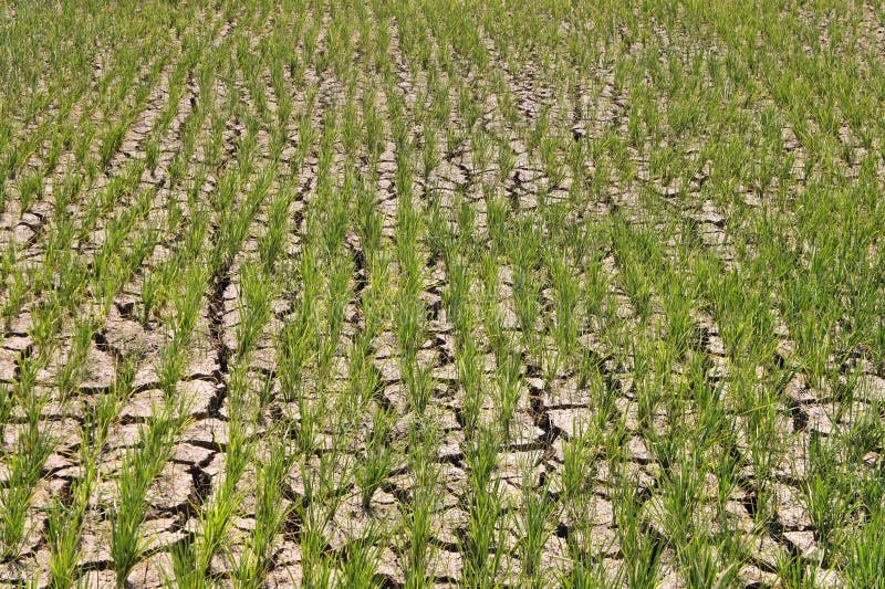 Rice Field Style Hole on the Dried Land Stock Image - Image of cereal ...