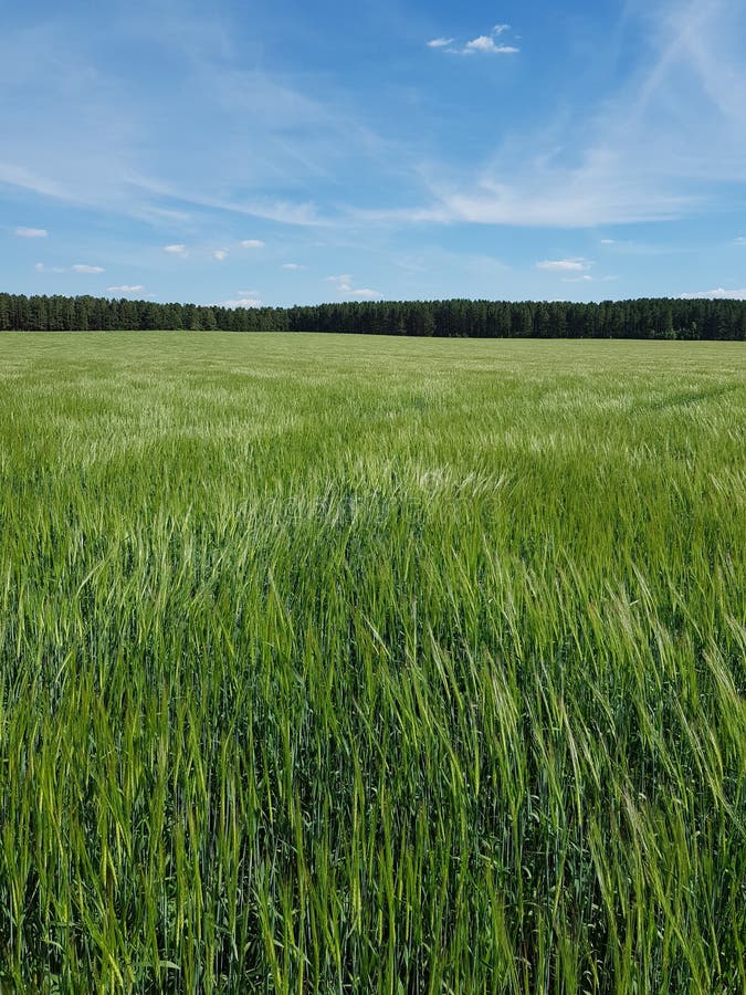 Green Rye Sprouts in the Field Stock Image - Image of horizon, empty ...