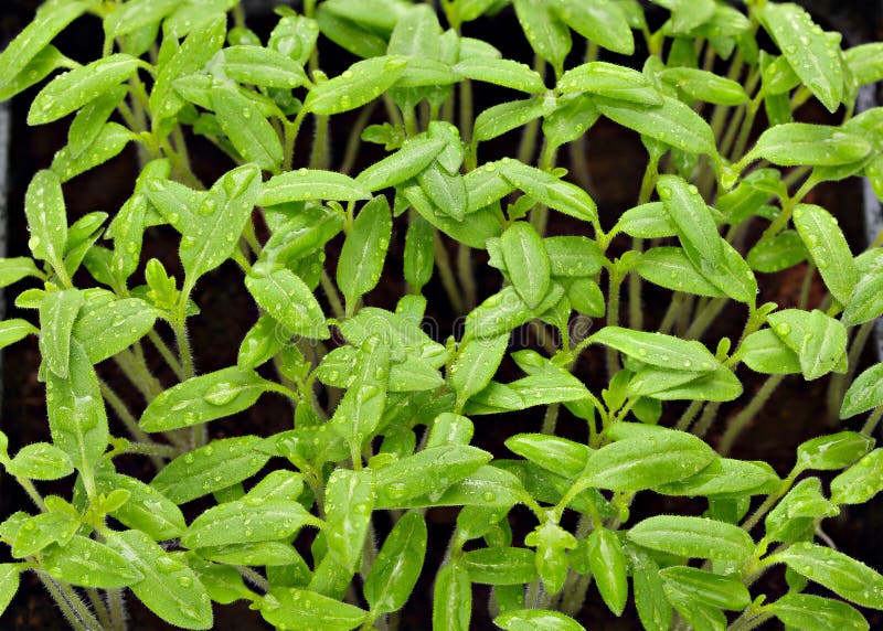 Green shoots stock photo. Image of gardening, sprout - 53071786