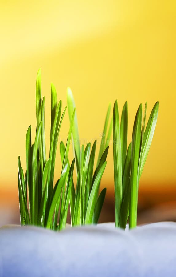 Green Shoots of Spring Make Their Way To Bright Sunny Yellow Background ...