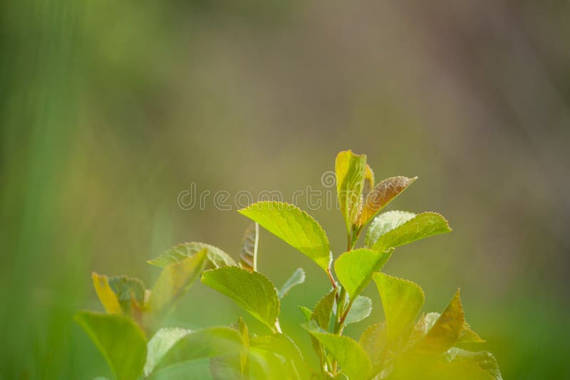 Green Shoots on the Sunny Lawn Garden Stock Photo - Image of botanical ...