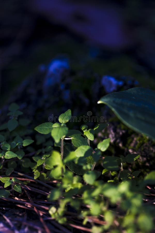 Green Shoots on Sunrise in Forest Stock Photo - Image of shoot, foliage ...