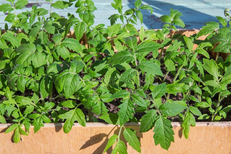 Green Shoots of Tomatoes in a Wooden Box. Stock Photo - Image of season ...