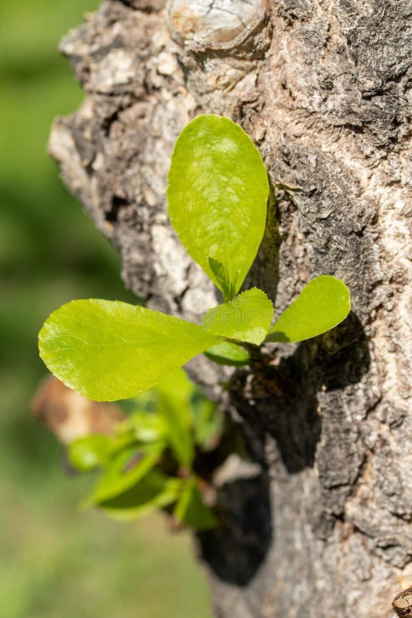Green shoots of tree bark stock image. Image of plant - 187704441