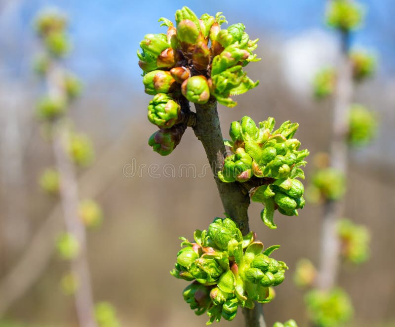 Cherry branch stock photo. Image of botanical, fresh - 217010718