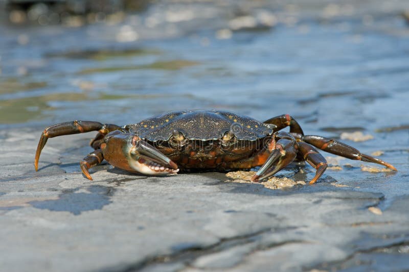 Green Shore Crab Carcinus Maenas Stock Photo - Image of macro, shiny ...