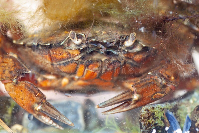 Green Shore Crab, Carcinus Maenas Stock Image - Image of wildlife, watt ...