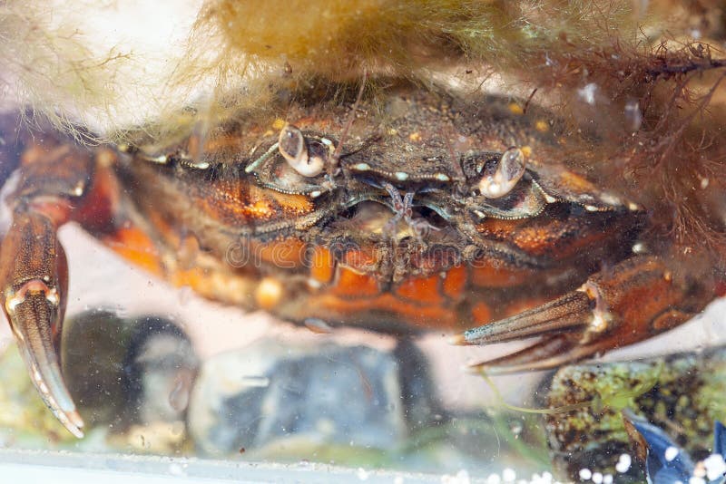 Green Shore Crab, Carcinus Maenas Stock Photo - Image of scissors ...