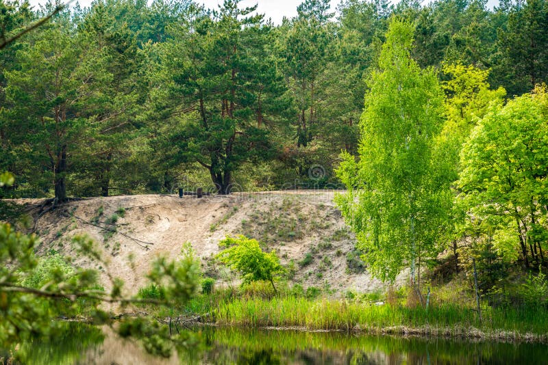 Green Shore of the Small Lake. a Small Summer Calm Lake, Pine Forest ...