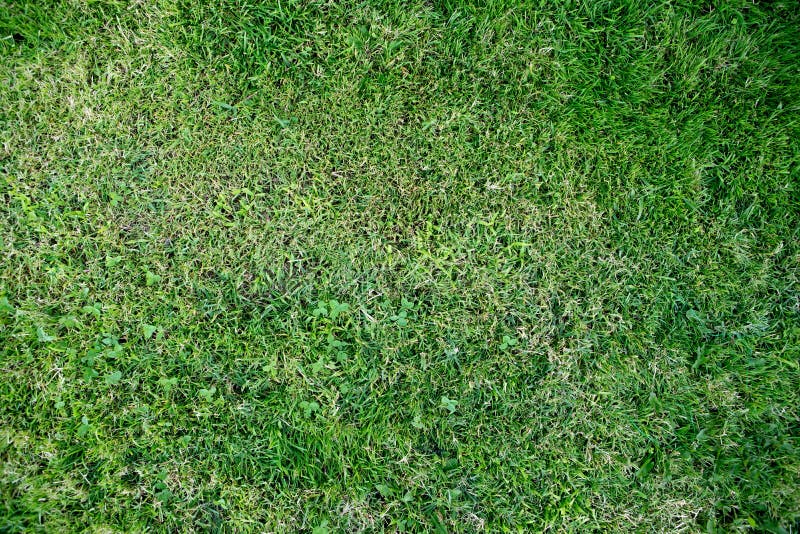 Green short grass stock image. Image of beautiful, spring - 182010705
