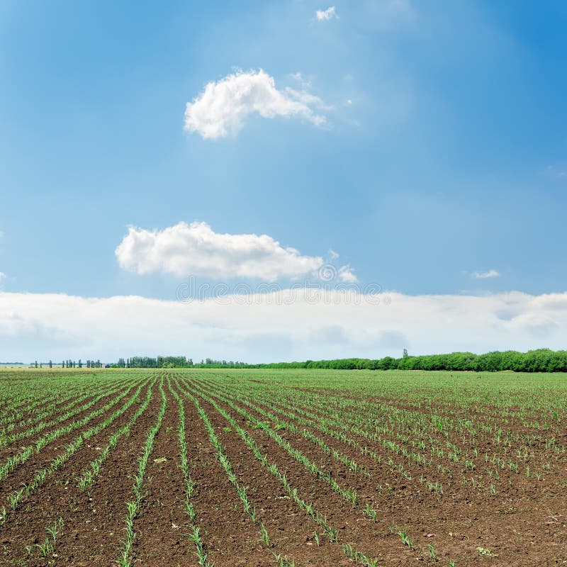 Green Shots on Spring Field Under Cloudy Sky Stock Photo - Image of ...
