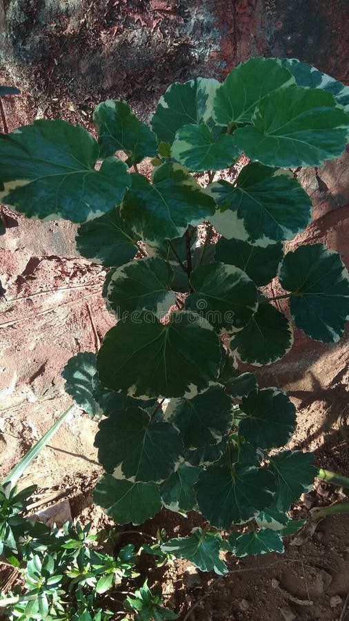 Green show tree stock image. Image of show, tree, awesome - 151268031