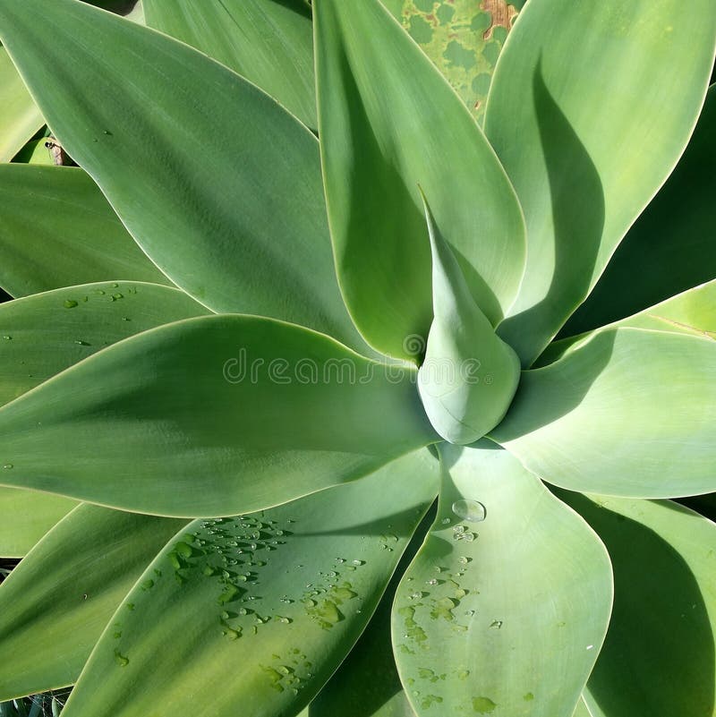 Green Shrub, Agave Attenuata Stock Image - Image of leaves, leaf: 51166367