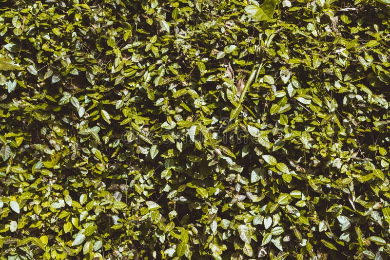 Green Leaves of a Bush. Natural Plant Background Stock Photo - Image of ...