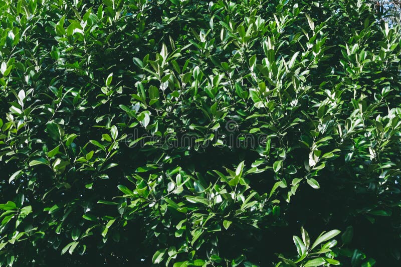 Green Leaves on the Tree. Vegetable Natural Background Stock Photo ...