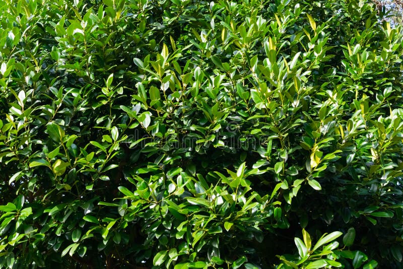 Green Leaves on a Tree in the Summer Garden. Natural Plant Background ...