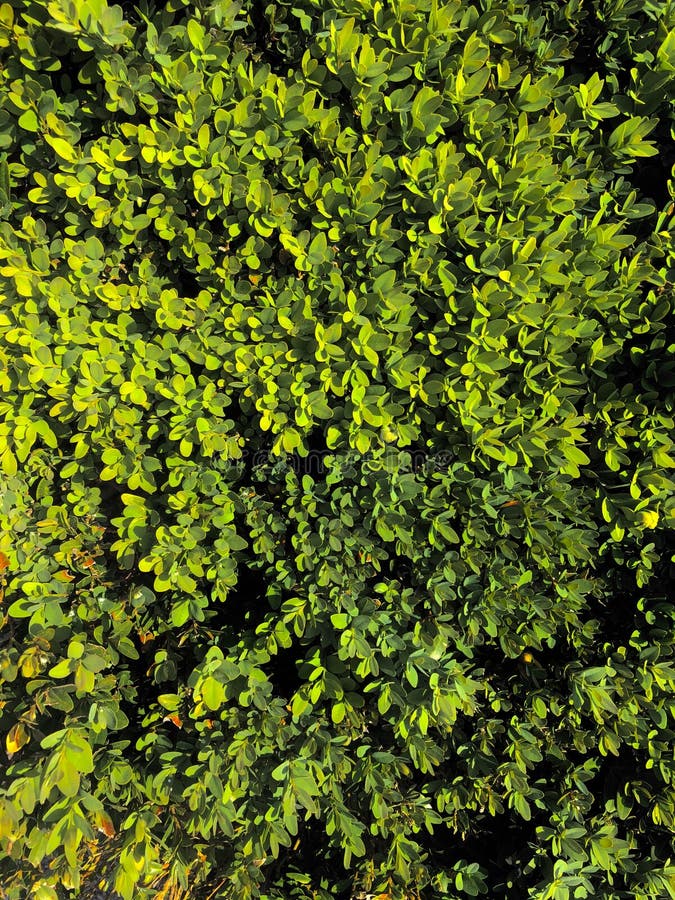 Green Shrub Background stock photo. Image of texture - 156221516