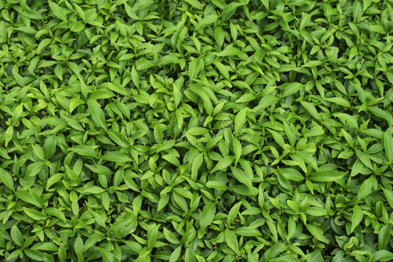 Green shrub stock photo. Image of flora, hedge, gardening - 184204612