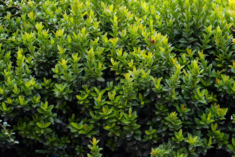 Green shrub in the garden. stock photo. Image of leaf - 58664450