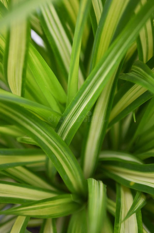 Green Shrub Leaves Background Stock Photo - Image of tropical, foliage ...
