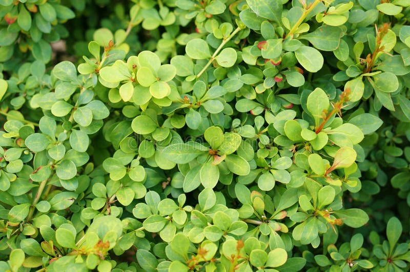 Green shrub stock photo. Image of natural, flora, bush - 31574788