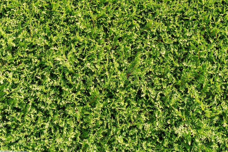 Green Shrub Pattern. Natural Pattern for the Wallpaper Stock Photo ...