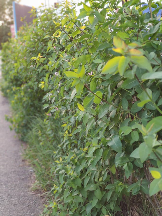 Green Shrub, Tree Leaves, Green Leaves, Summer. Stock Photo - Image of ...