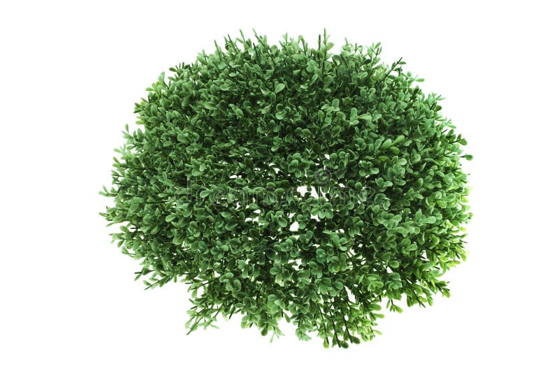 Green Shrub stock photo. Image of isolated, foliage - 153250588