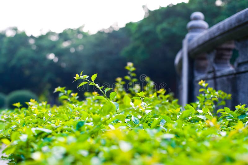 Green shrubbery stock image. Image of stone, cloudy, green - 7600317