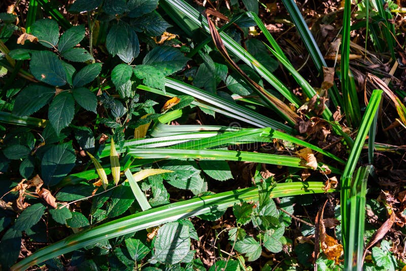 Green shrubbery stock image. Image of house, england - 132759439