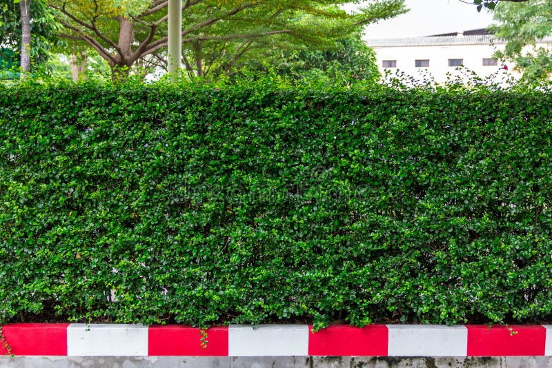 Green wall boundary stock image. Image of abstract, hedge - 101489221