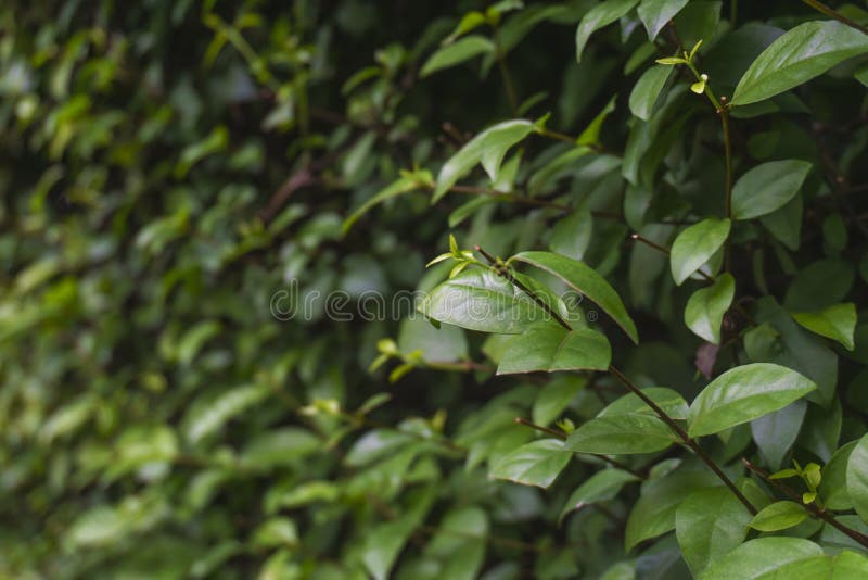 Green shrubbery wall. stock photo. Image of beautiful - 74294544