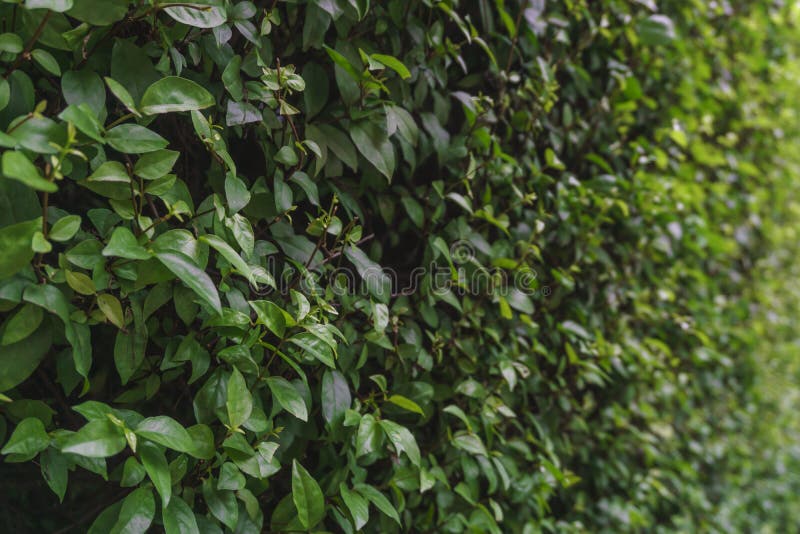 Green shrubbery wall. stock photo. Image of plant, foliage - 74295454