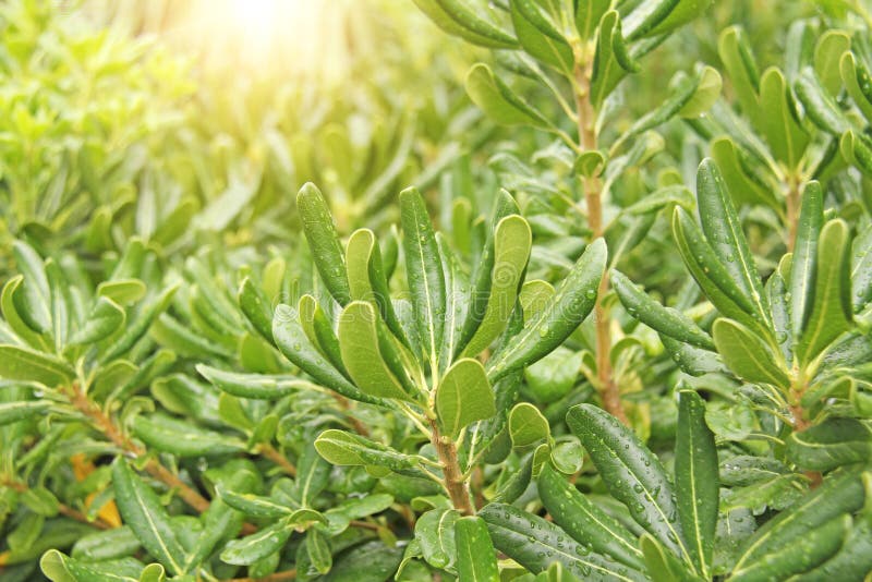 Green Shrubs, Green Background of Leaves Stock Image - Image of ground ...