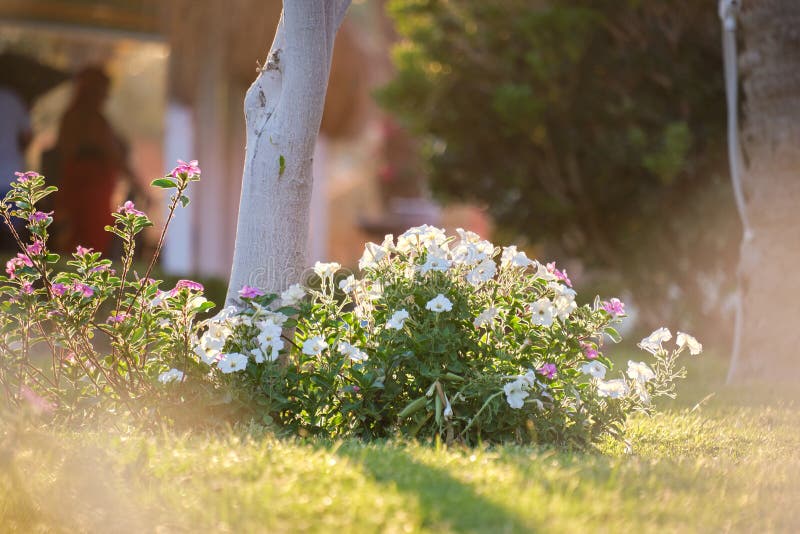 Green Shrubs with Bright Blooming Flowers Growing in Tropical Park ...
