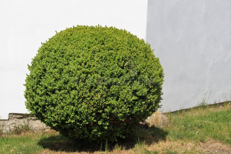 Green shrubs stock image. Image of wall, village, tree - 116712347