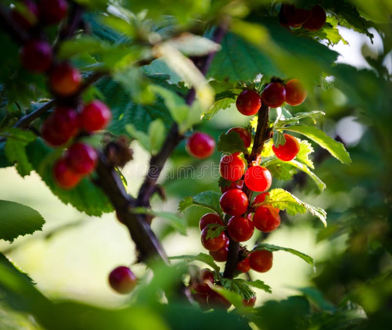 Green Shrubs with Red Berries, Currants on Branches Stock Image - Image ...
