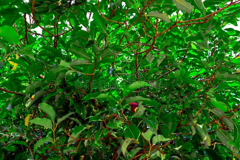 Green Shrubs and Sunshine in the Morning Stock Photo - Image of macro ...