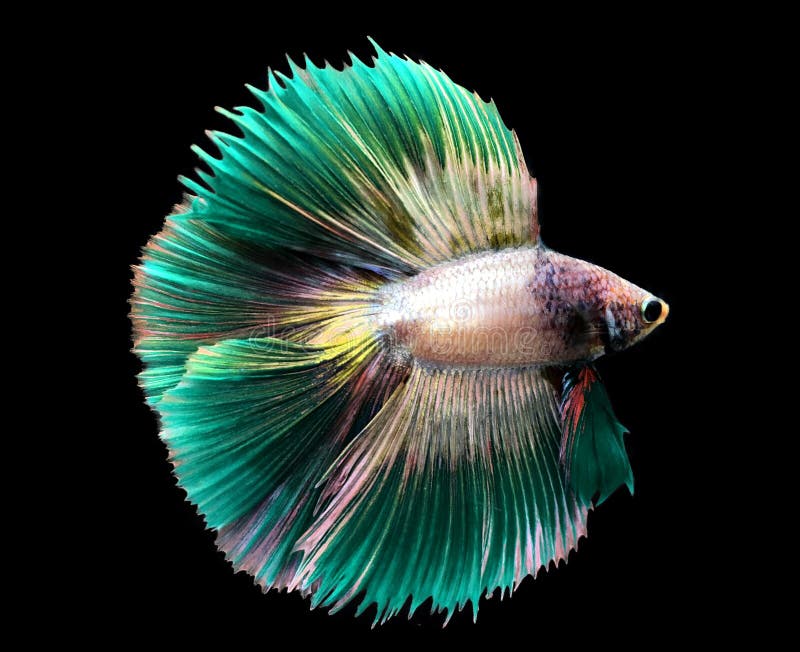 Green Dragon Siamese Fighting Fish, Betta Fish Isolated On Black Stock ...