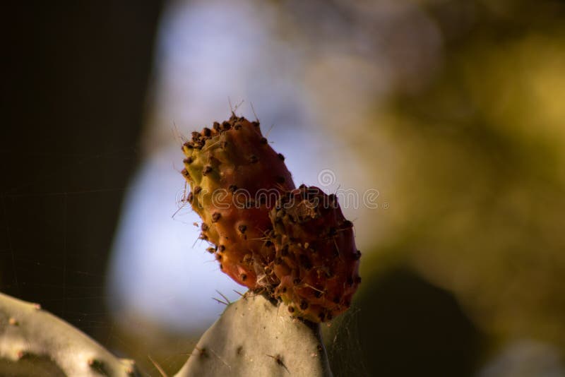 A Green Sicilian Fruit Alone Stock Photo - Image of public, design ...