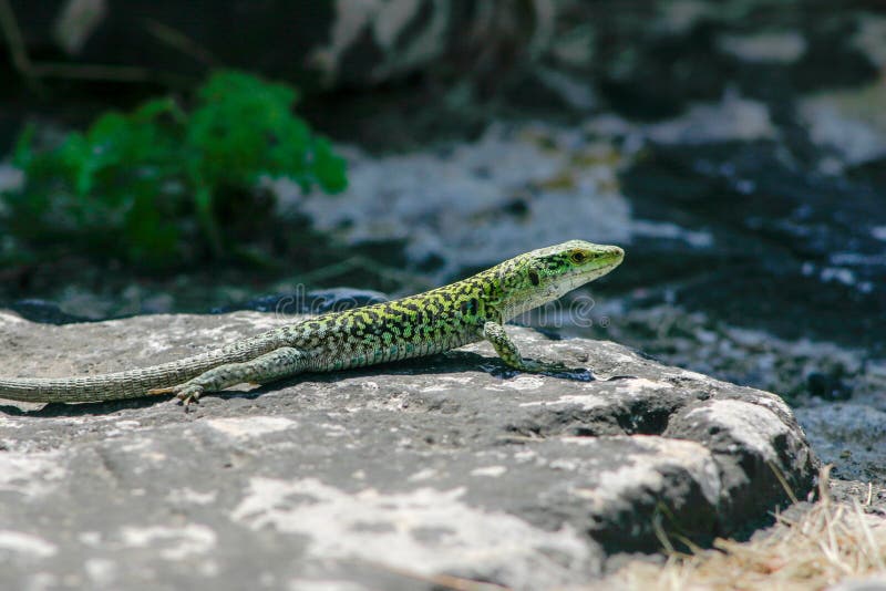 Sicilian Wall Lizard Stock Photos - Free & Royalty-Free Stock Photos ...