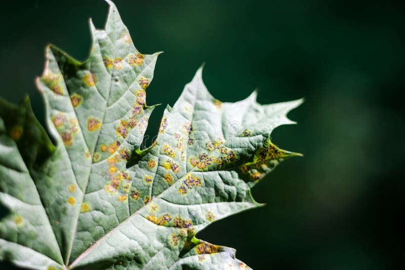 Sick leaf stock image. Image of black, rust, texture - 127048749