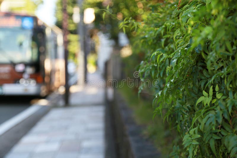 Green by the sidewalk stock photo. Image of green, leaf - 103983852