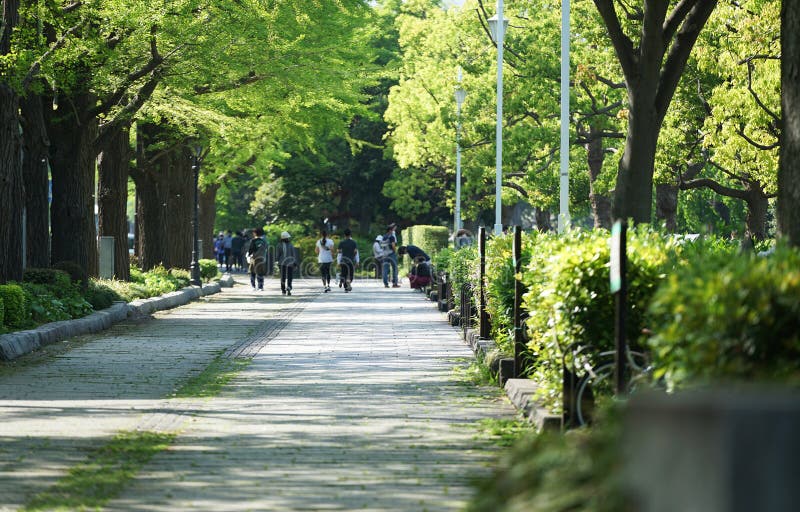 Green Sidewalks stock photo. Image of city, tree, garden - 279963044